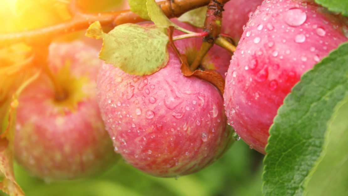 Pray with Fr. Bob - Franciscan Friars of the Atonement