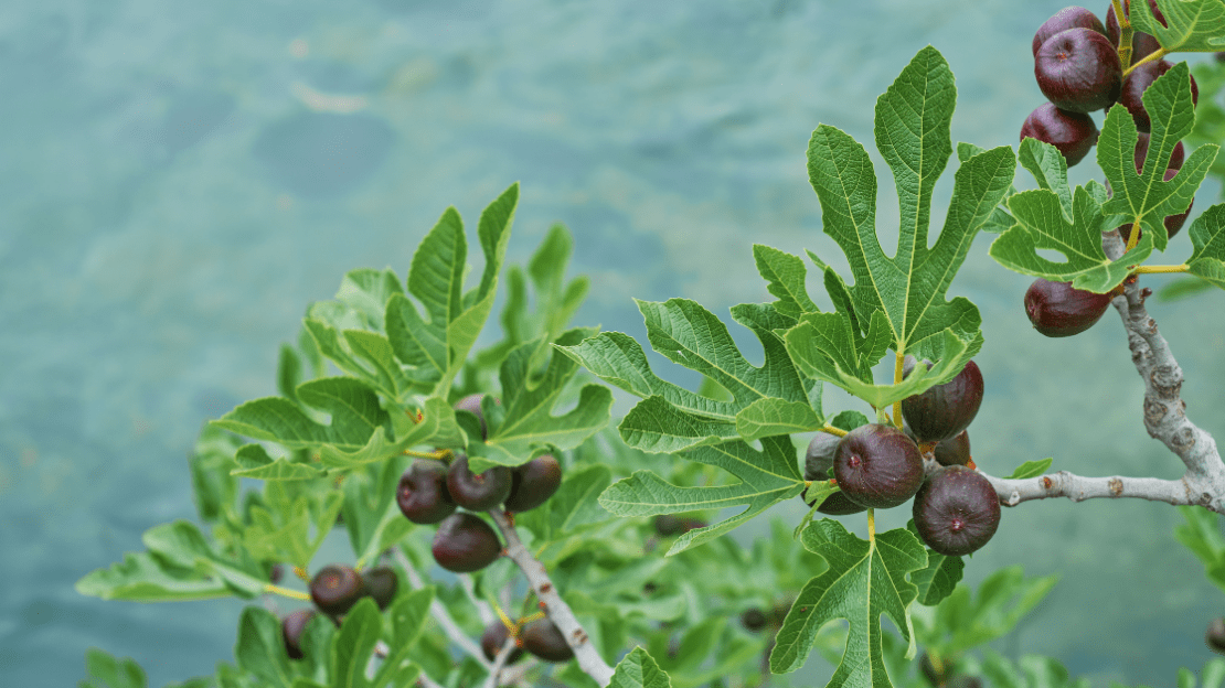 Pray with Fr. Bob - Franciscan Friars of the Atonement